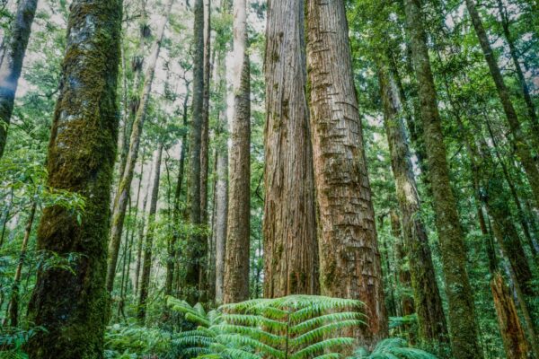 Totara Tree - NZ Nurseries - The Mighty Podocarp
