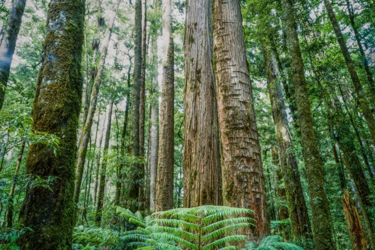 Totara Tree - NZ Nurseries - The Mighty Podocarp