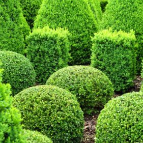 Buxus - NZ Nurseries - Great Hedging - Order Here