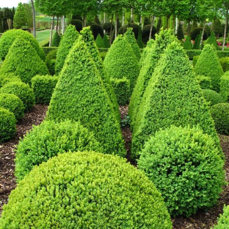Buxus - NZ Nurseries - Great Hedging - Order Here