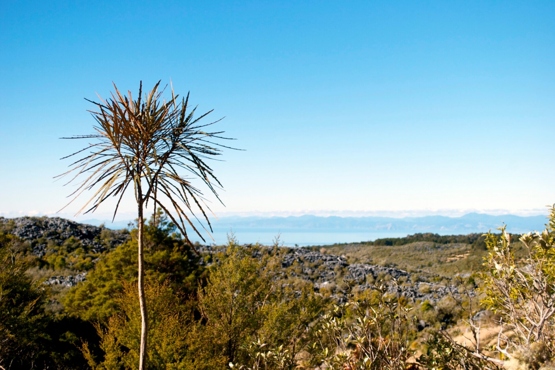 Lancewood Tree - NZ Nurseries