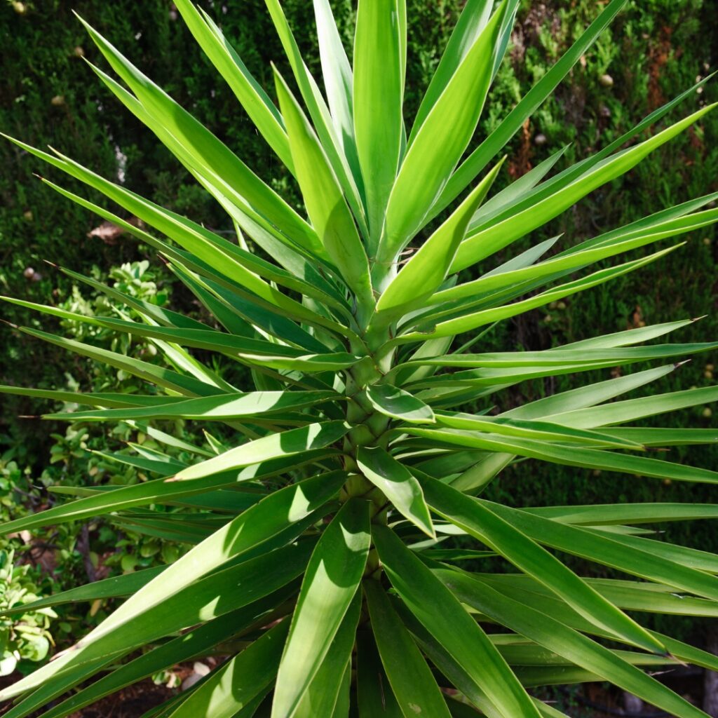 Yucca - NZ Nurseries - The Feature Tree - Order Here