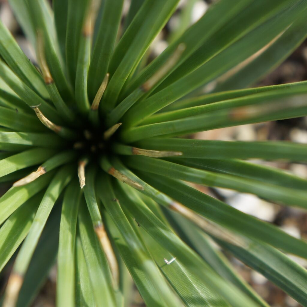 Yucca - NZ Nurseries - The Feature Tree - Order Here