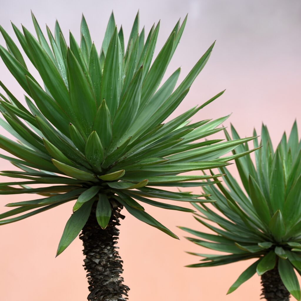 Yucca - NZ Nurseries - The Feature Tree - Order Here